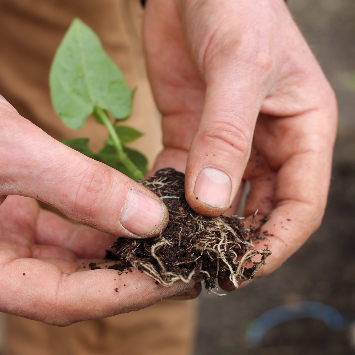 Planting Out Vegetable Seedlings